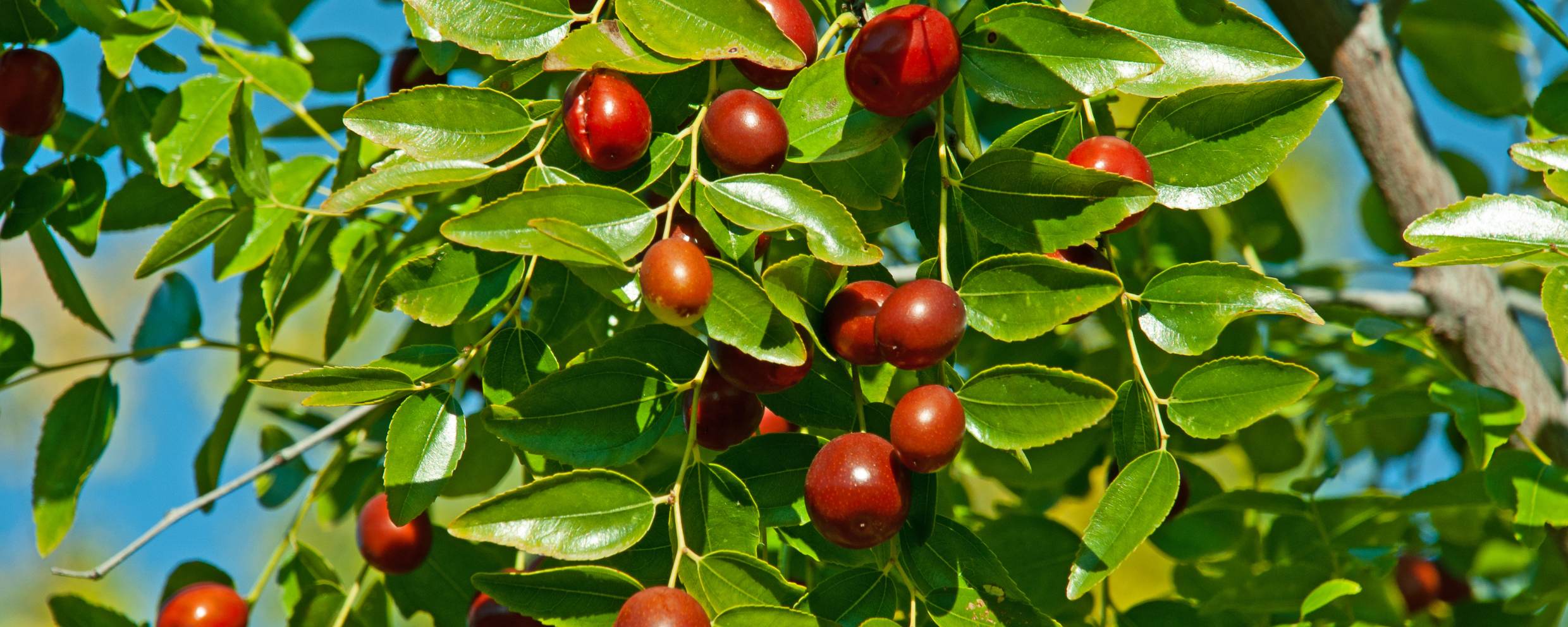 Giuggiolo: come coltivare questa storica pianta da frutto - Ortolano